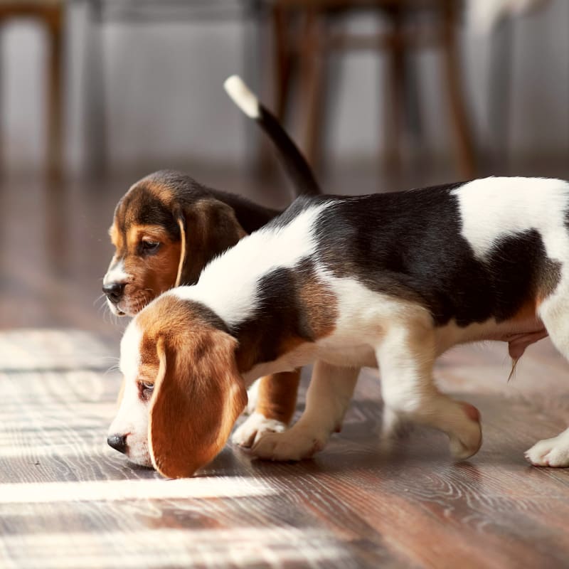 Cat & Dog Vaccinations & Parasite Prevention in Sonora Cat & Dog Vaccinations & Parasite Prevention in Sonora